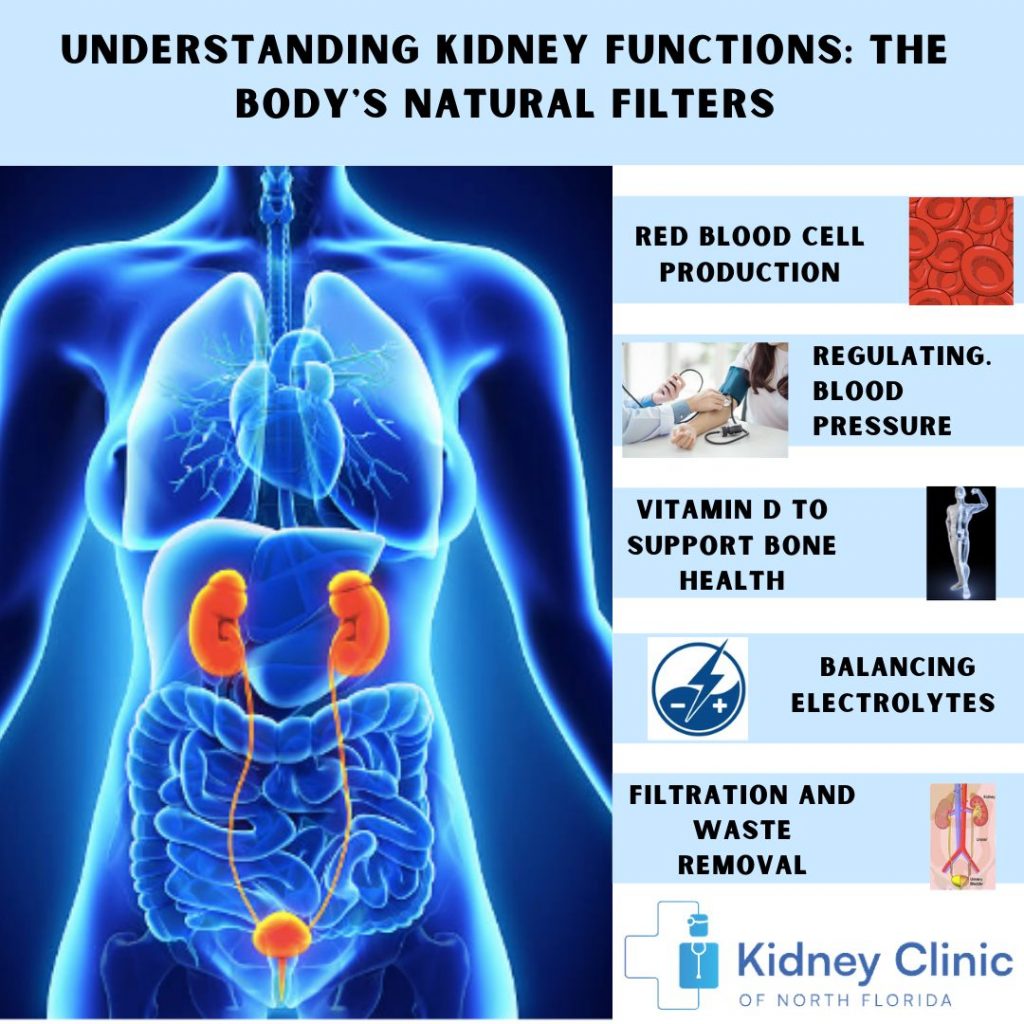 Understanding the Vital Functions of the Kidney – Kidney Clinic of ...